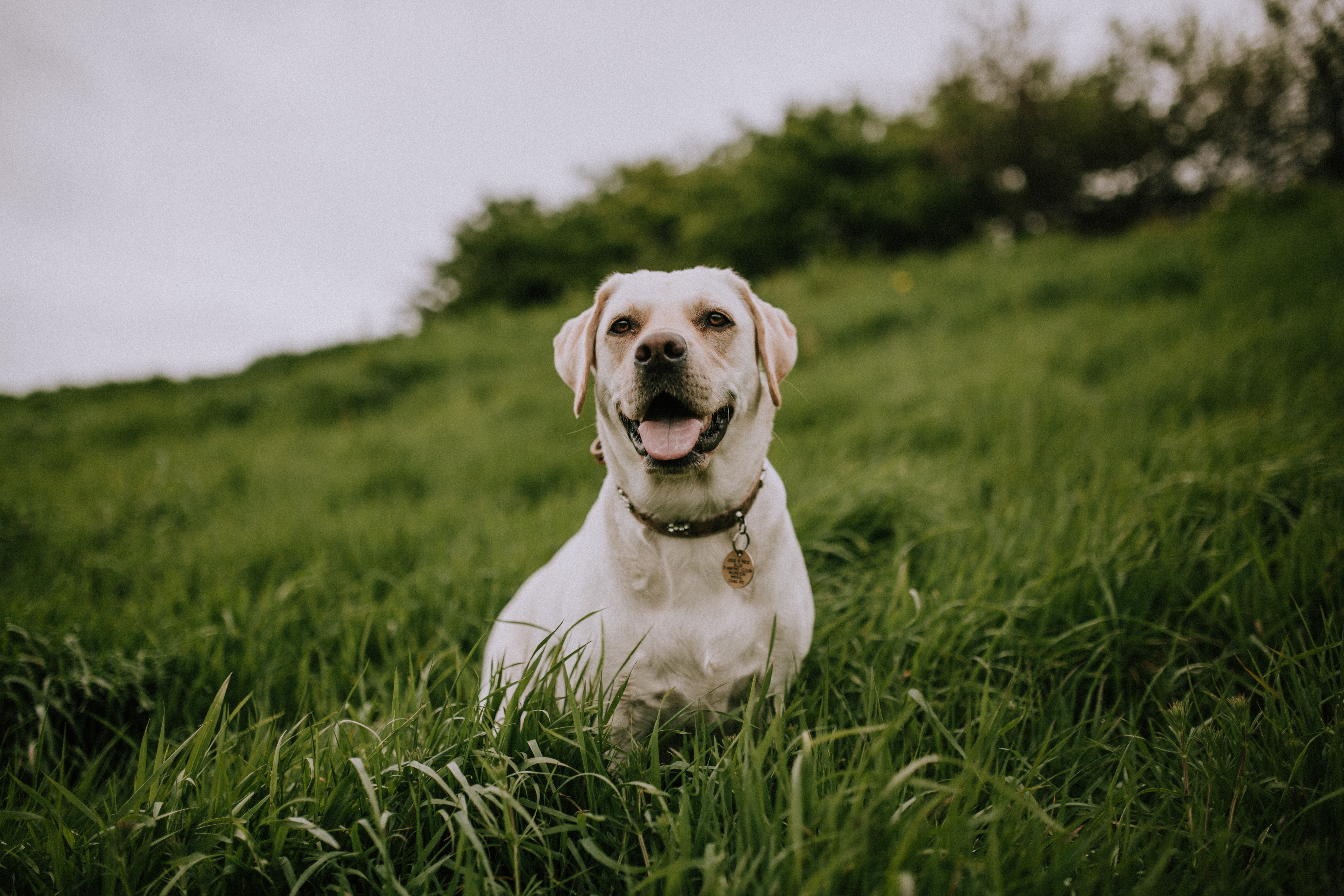 Best family dog breeds for your home | Pawshake Blog